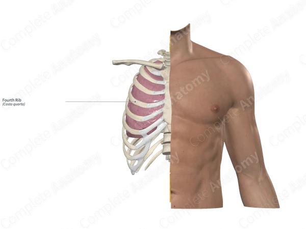 Fourth Rib | Complete Anatomy