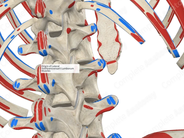 Origin of Lateral Intertransversarii Lumborum Muscles | Complete Anatomy