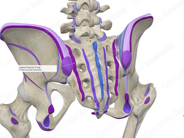 Lateral Sacral Crest (Right) | Complete Anatomy