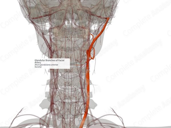 Glandular Branches of Facial Artery (Right) | Complete Anatomy