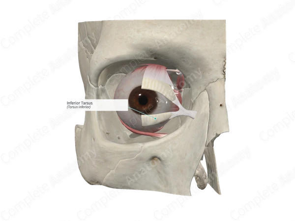 Inferior Tarsus | Complete Anatomy