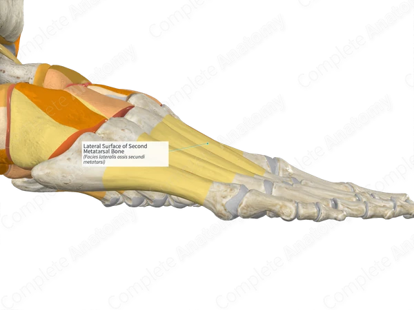 Lateral Surface of Second Metatarsal Bone | Complete Anatomy