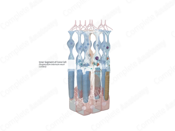 Inner Segment of Cone Cell | Complete Anatomy