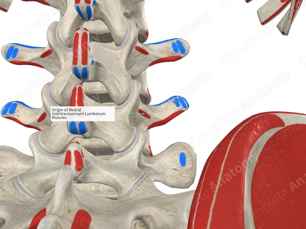 Origin of Medial Intertransversarii Lumborum Muscles | Complete Anatomy