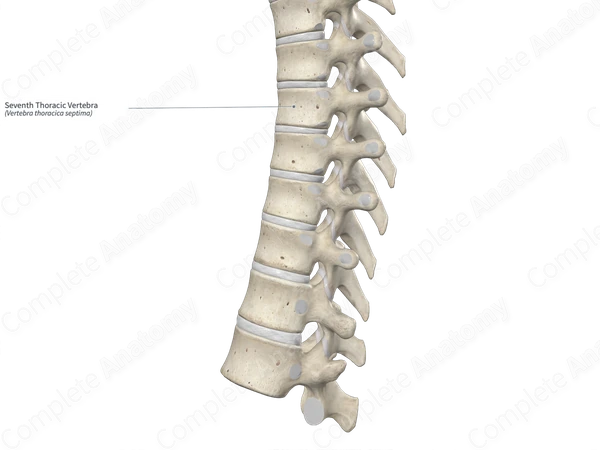 Seventh Thoracic Vertebra | Complete Anatomy