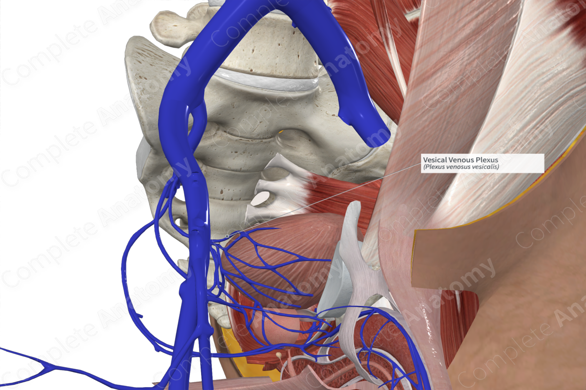 Vesical Venous Plexus Complete Anatomy