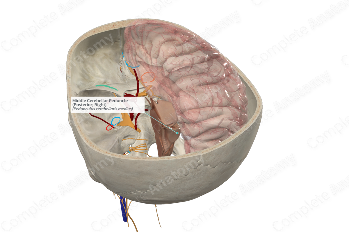 Middle Cerebellar Peduncle (Posterior; Right) | Complete Anatomy Middle Cerebellar Peduncle (Posterior; Right) | Complete Anatomy