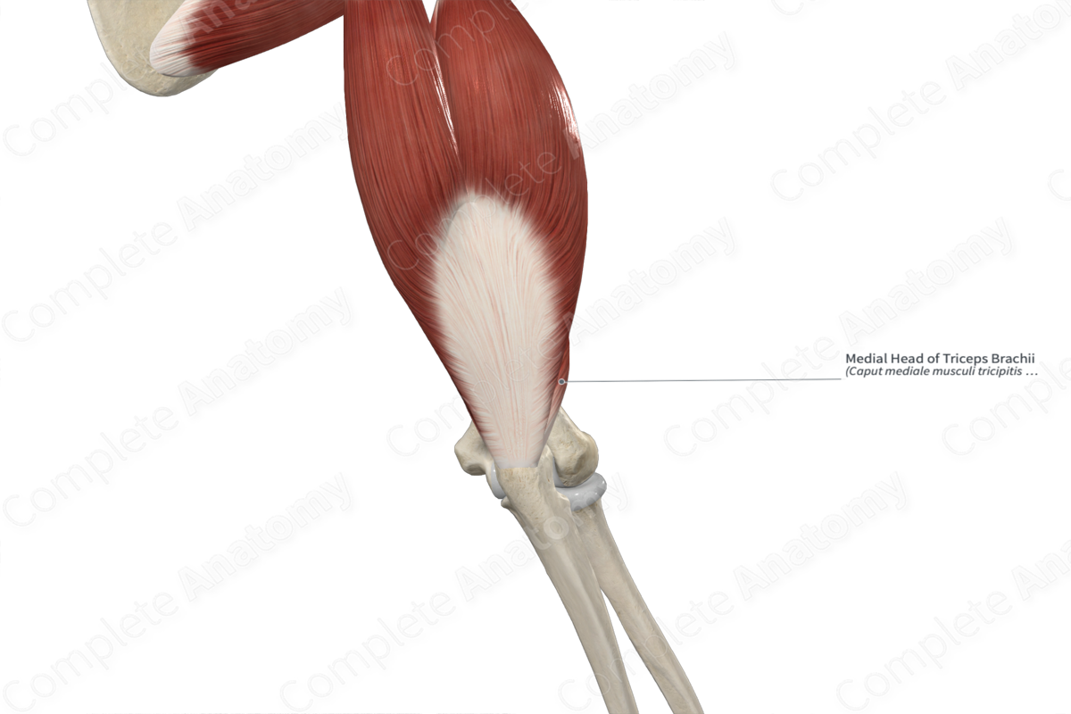 Medial Head Of Triceps Brachii Complete Anatomy
