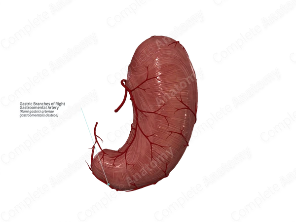 Gastric Branches of Right Gastroomental Artery | Complete Anatomy