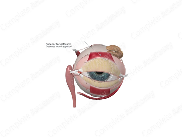 Superior Tarsal Muscle | Complete Anatomy