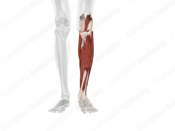 Muscles of Leg (Left) | Complete Anatomy