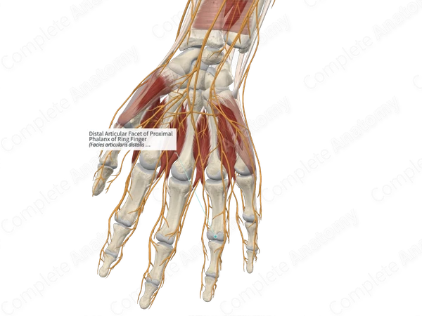 Distal Articular Facet of Proximal Phalanx of Ring Finger | Complete ...