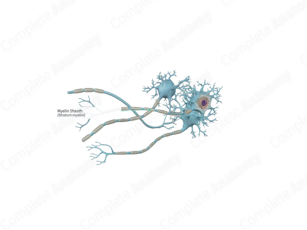 Myelin Sheath | Complete Anatomy
