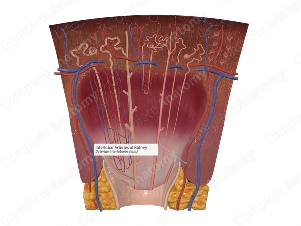 Interlobar Arteries of Kidney | Complete Anatomy