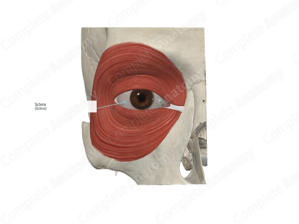 Sclera | Complete Anatomy