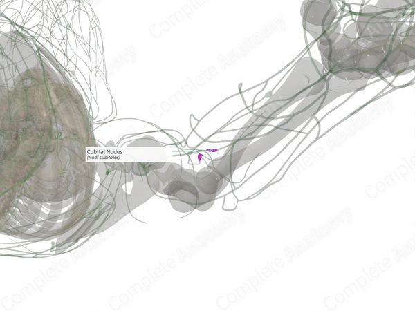Cubital Nodes (Right) | Complete Anatomy