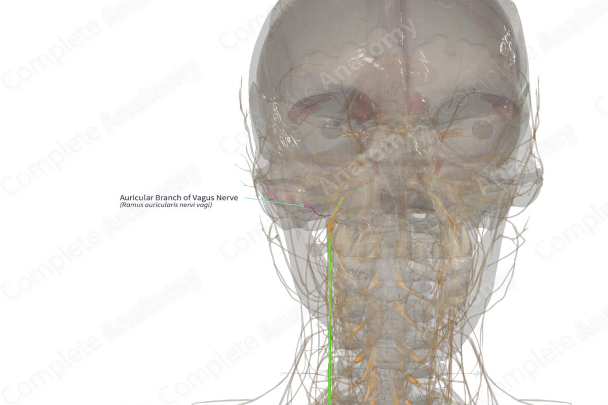 Auricular Branch Of Vagus Nerve Right Complete Anatomy