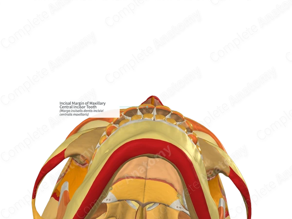 Incisal Margin of Maxillary Central Incisor Tooth | Complete Anatomy