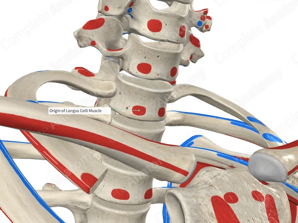 Origin of Longus Colli Muscle | Complete Anatomy