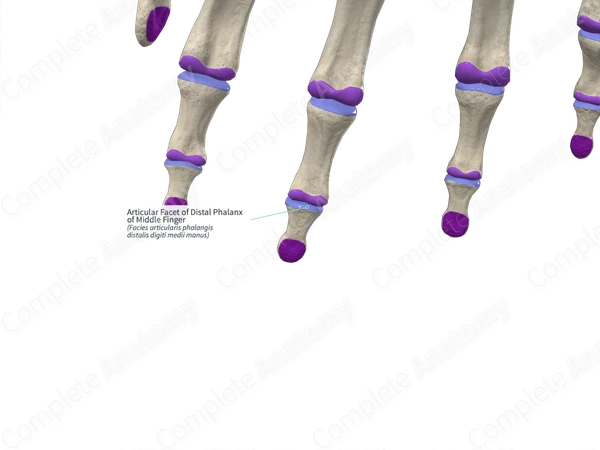 Articular Facet of Distal Phalanx of Middle Finger | Complete Anatomy
