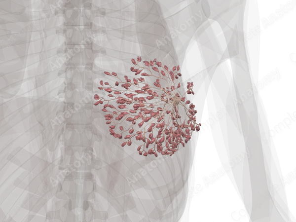 Mammary Gland (Left) | Complete Anatomy