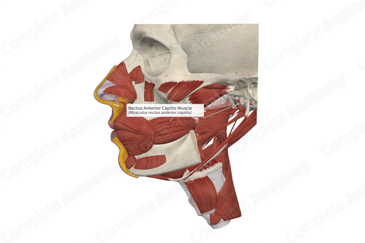Rectus Anterior Capitis Muscle Complete Anatomy