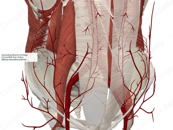 Ascending Branch of Deep Circumflex Iliac Artery | Complete Anatomy