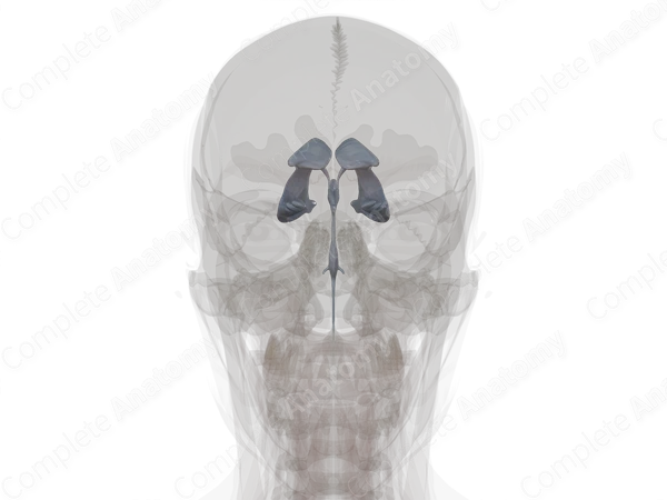 Ventricular System of Brain | Complete Anatomy