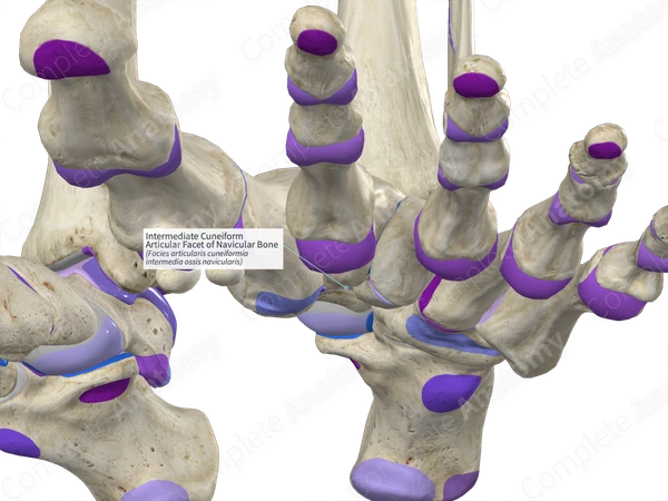 Intermediate Cuneiform Articular Facet of Navicular Bone | Complete Anatomy