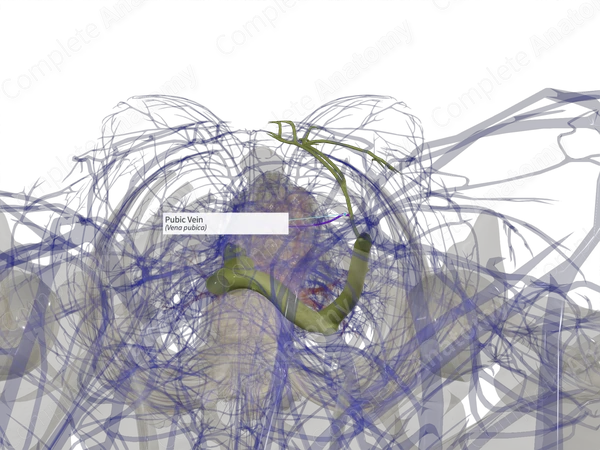 Pubic Vein (Right) | Complete Anatomy