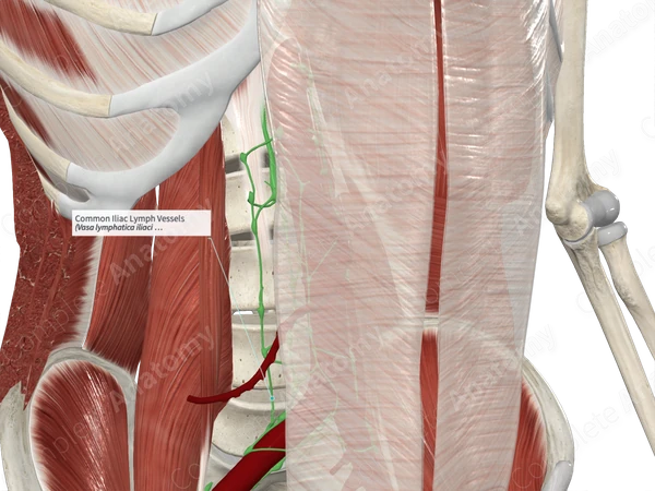 Common Iliac Lymph Vessels | Complete Anatomy