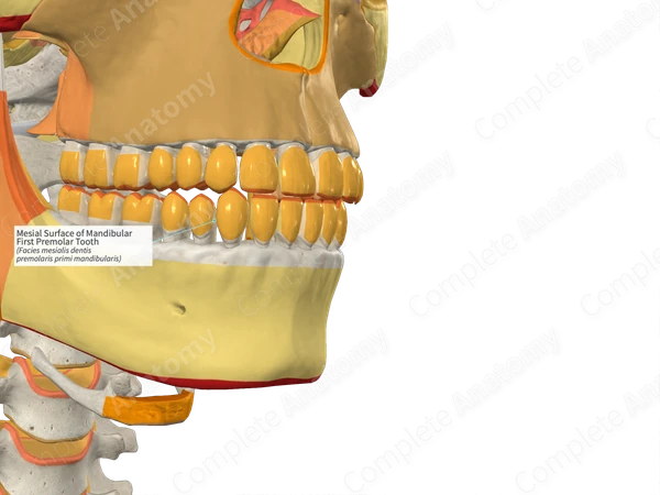 Mesial Surface of Mandibular First Premolar Tooth | Complete Anatomy