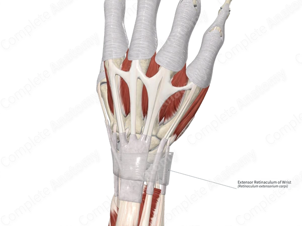 Extensor Retinaculum of Wrist | Complete Anatomy