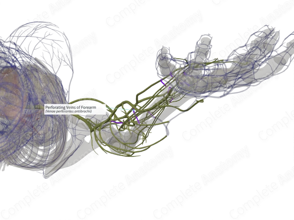 Perforating Veins of Forearm (Right) | Complete Anatomy
