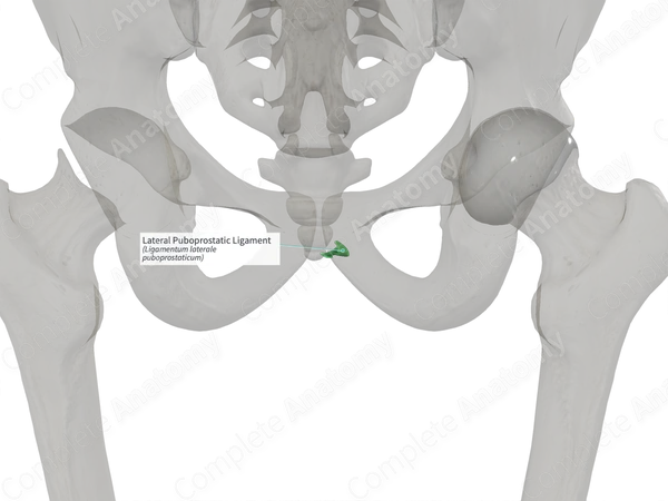 Lateral Puboprostatic Ligament (Left) | Complete Anatomy