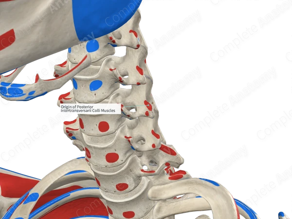 Origin of Posterior Intertransversarii Colli Muscles | Complete Anatomy