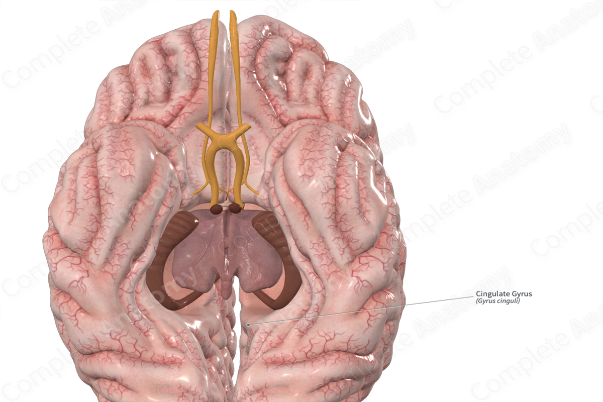 Cingulate Gyrus Complete Anatomy