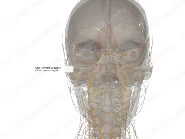 Greater Petrosal Nerve (Left) | Complete Anatomy