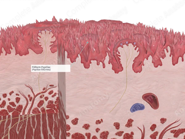 Filiform Papillae | Complete Anatomy