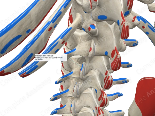 Insertion of Medial Intertransversarii Lumborum Muscles | Complete Anatomy