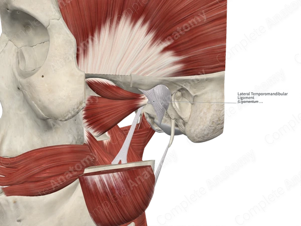 Lateral Temporomandibular Ligament | Complete Anatomy