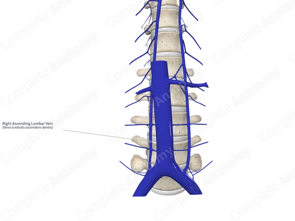 Right Ascending Lumbar Vein | Complete Anatomy