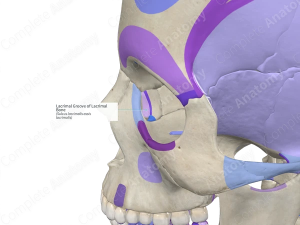 Lacrimal Groove of Lacrimal Bone | Complete Anatomy