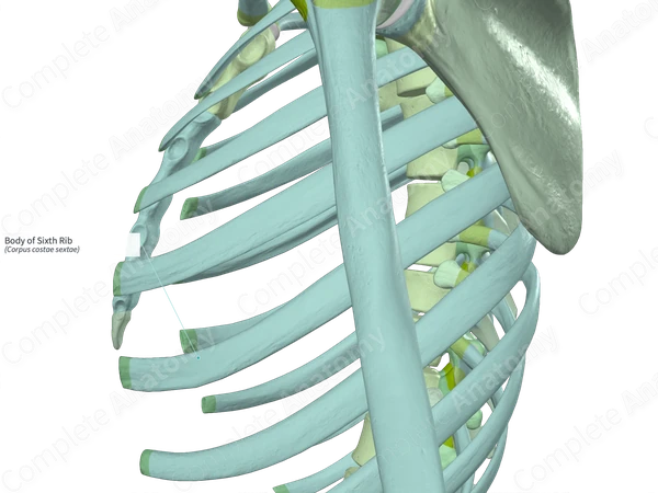 Body of Sixth Rib | Complete Anatomy