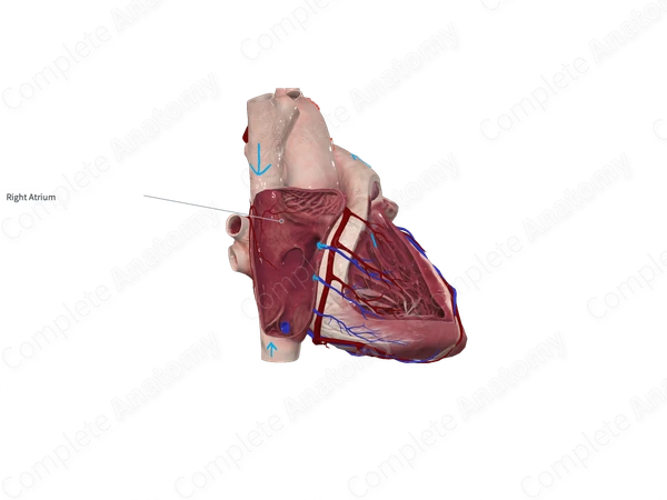 Right Atrium | Complete Anatomy