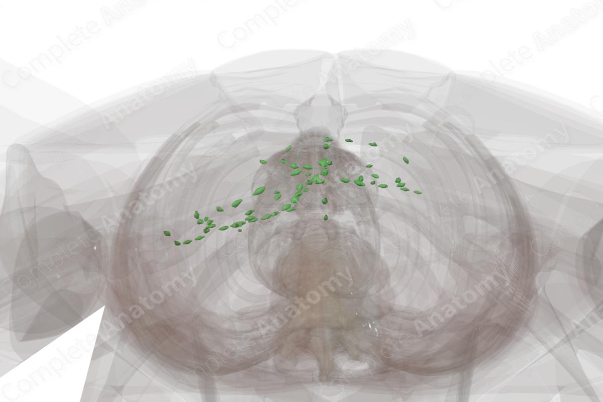 Superior Mesenteric Nodes | Complete Anatomy Superior Mesenteric Nodes | Complete Anatomy