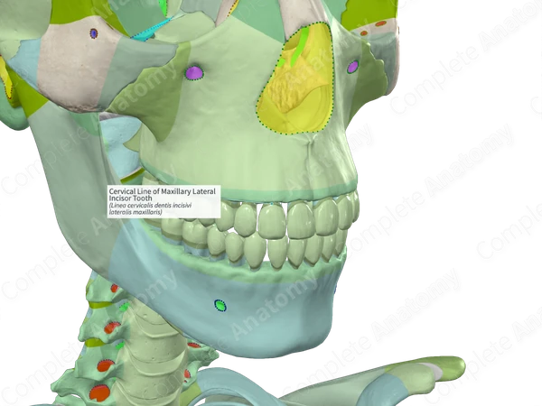 Cervical Line of Maxillary Lateral Incisor Tooth | Complete Anatomy