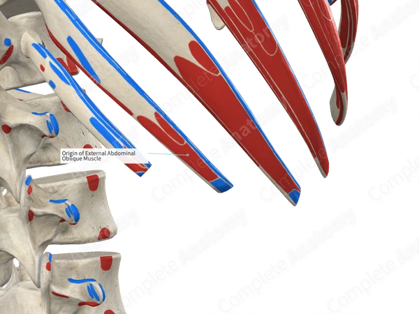 Origin of External Abdominal Oblique Muscle | Complete Anatomy