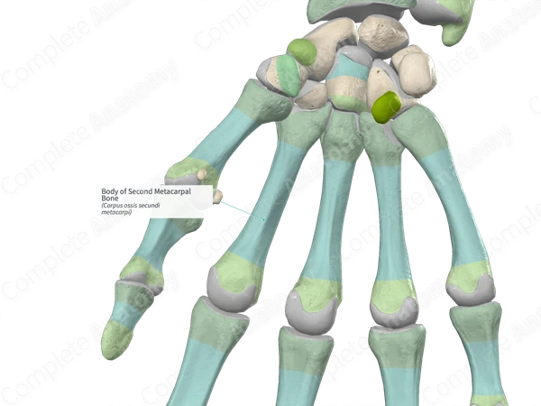 Body of Second Metacarpal Bone | Complete Anatomy