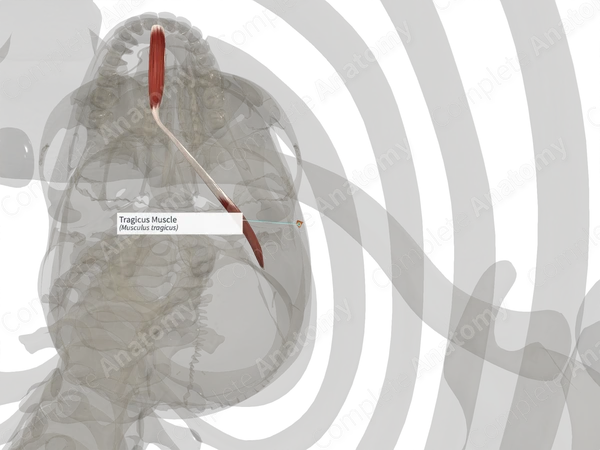 Tragicus Muscle (Right) | Complete Anatomy